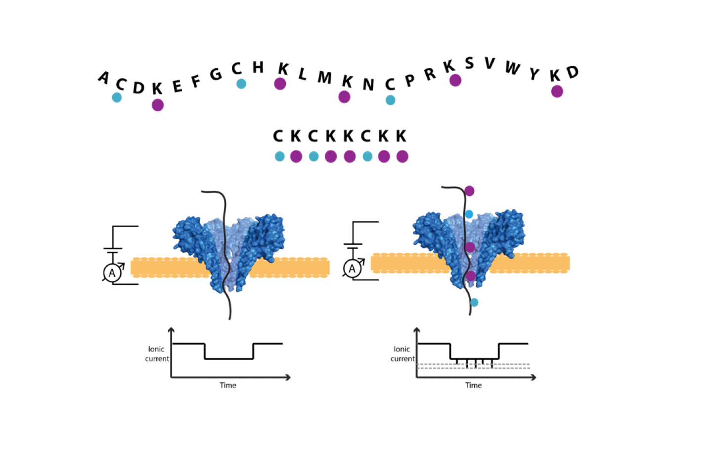 Protein sequencing with nanopores - Cees Dekker Lab