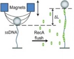 Dynamic aspects of filament formation: ReCa and Rad51 Filaments - Cees ...