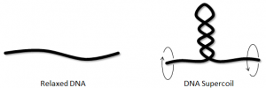 DNA supercoiling - Cees Dekker Lab