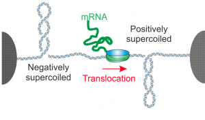 DNA supercoiling - Cees Dekker Lab
