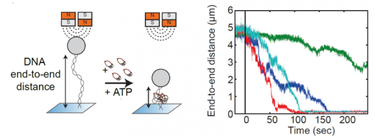 SMC proteins for DNA loop extrusion - Cees Dekker Lab