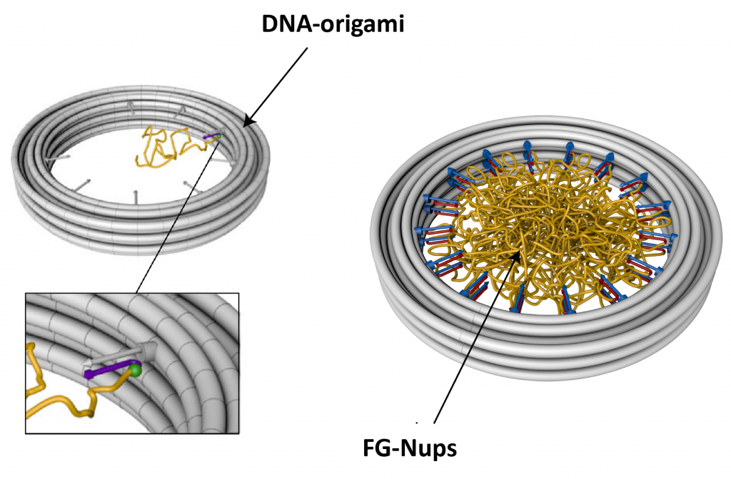 Biomimetic nuclear pore complexes - Cees Dekker Lab