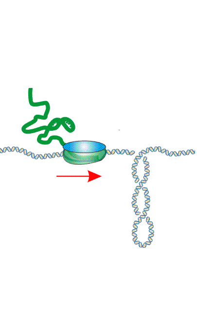 DNA supercoiling - Cees Dekker Lab