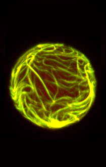 Synthetic cell division - Cees Dekker Lab