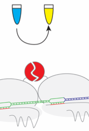CRISPR/Cas and split enzymes as a simple test for viral infections ...