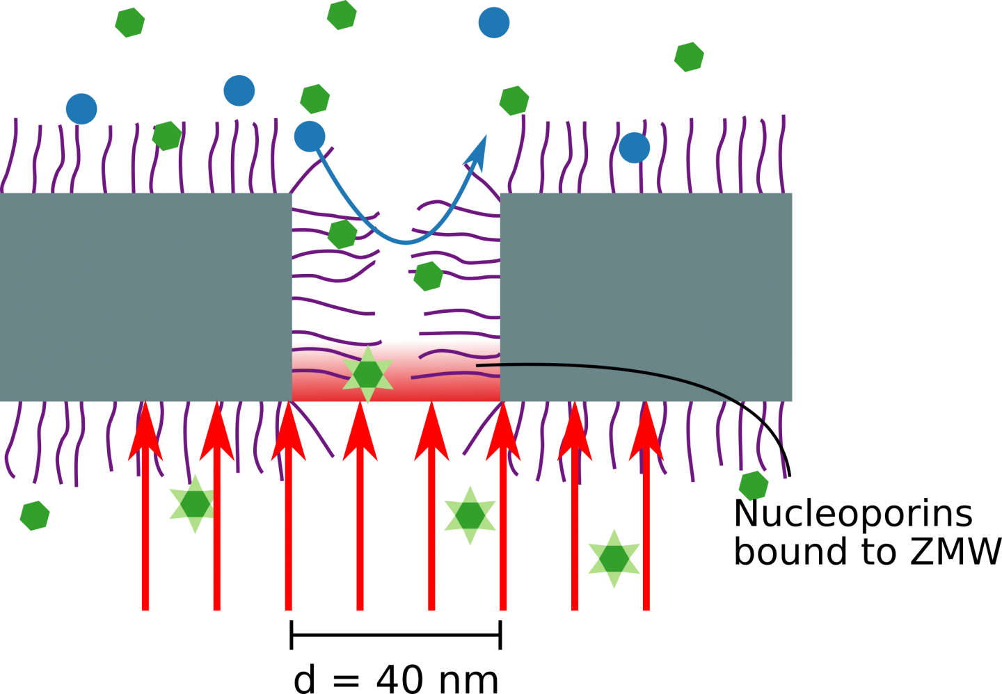 Student projects - Cees Dekker Lab