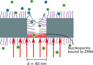 Student projects - Cees Dekker Lab